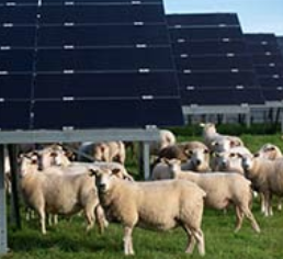 Falck Renewables (Renantis) prépare des projets agrivoltaïques en ...